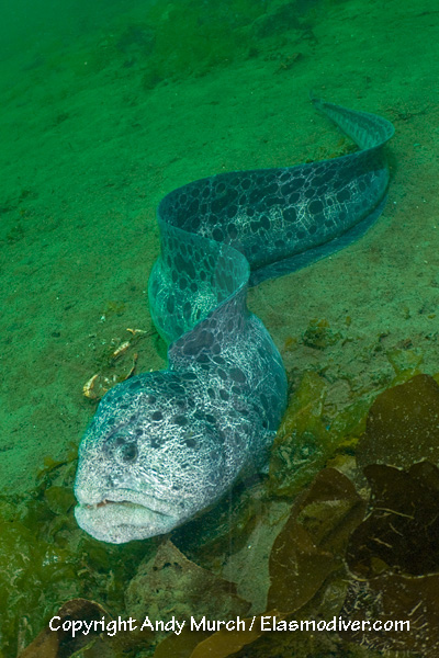 Pictures of Wolf Eels, Anarrhichthys ocellatus.